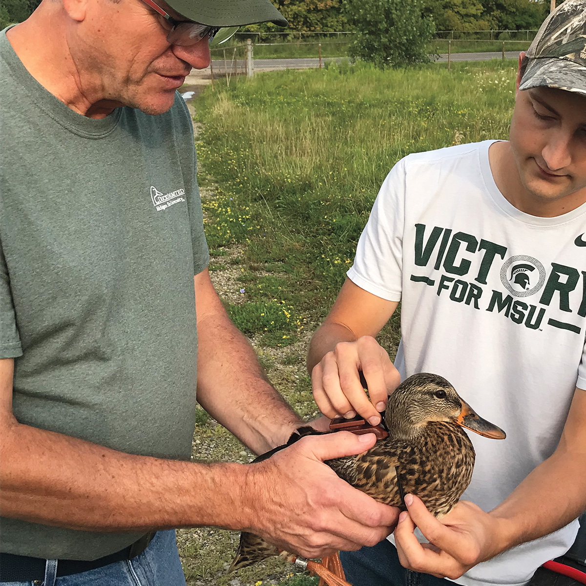Understanding Waterfowl: Mobile Duck Data | Ducks Unlimited